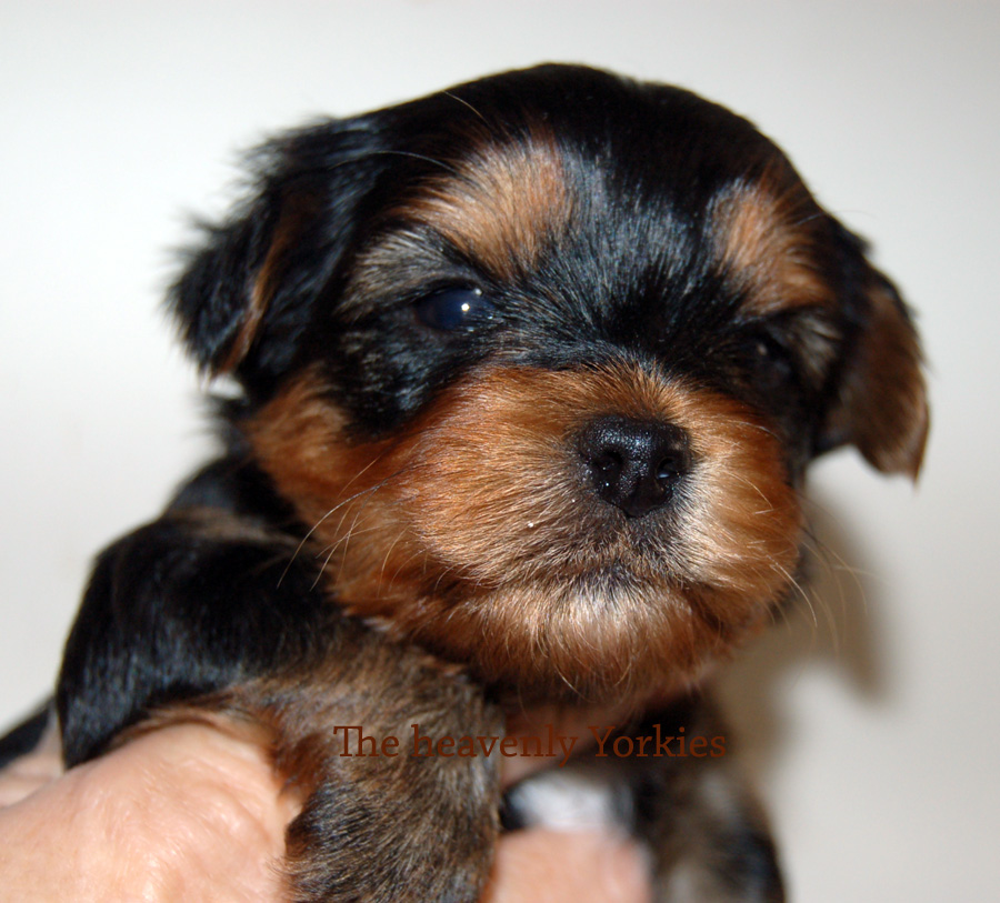 The Heavenly Yorkies: Puppies 4 weeks pictures