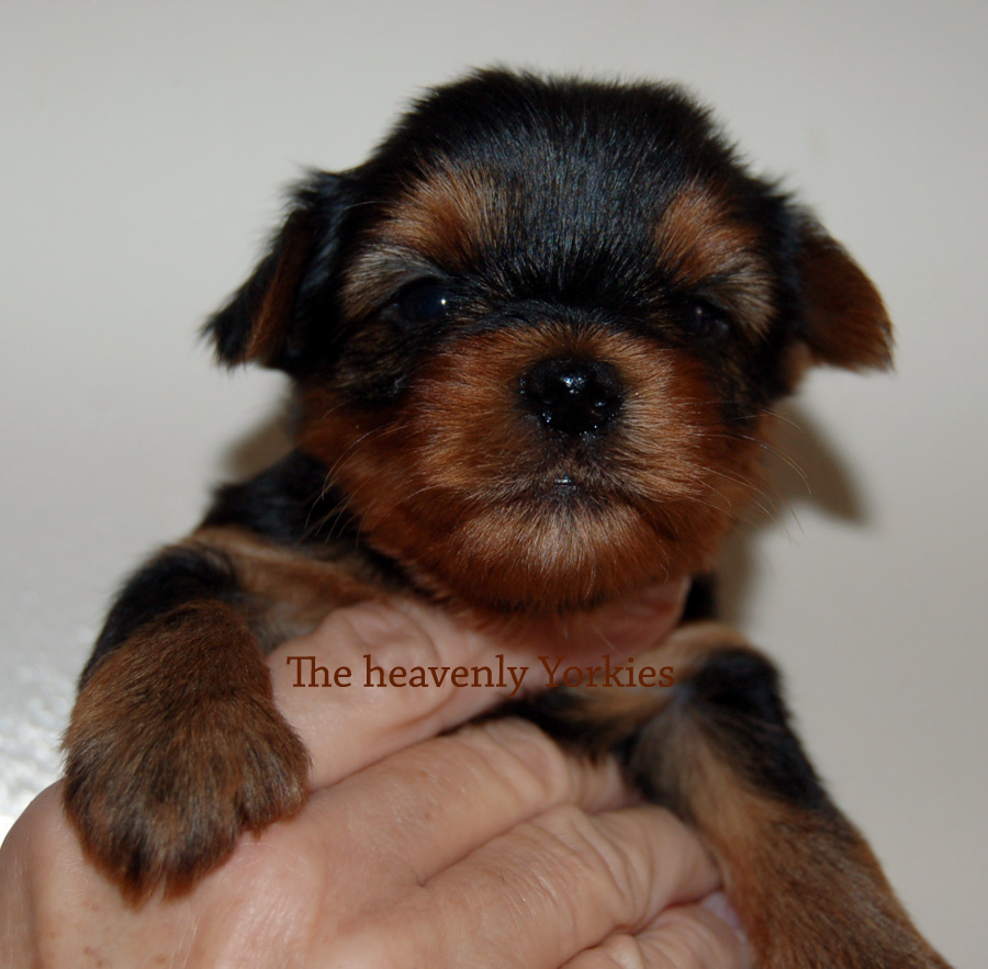 The Heavenly Yorkies: Puppies 4 weeks pictures
