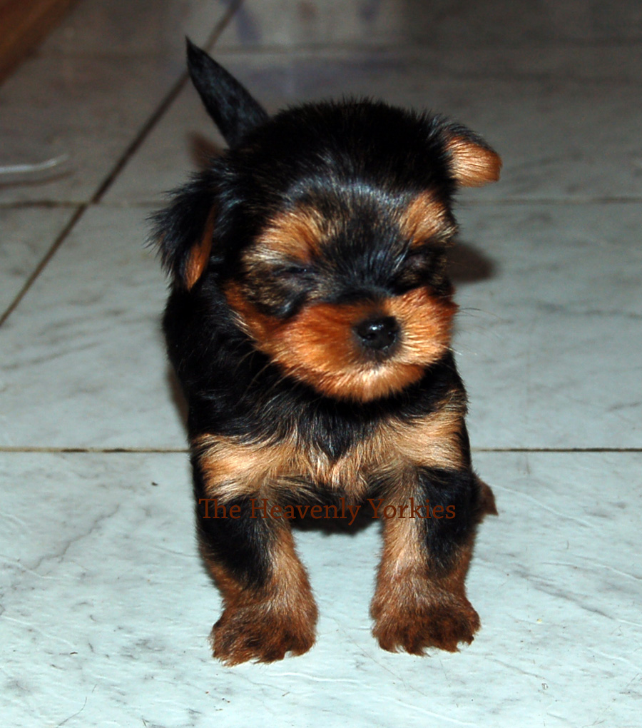 The Heavenly Yorkies: Puppies 5 weeks NEW Pics!!