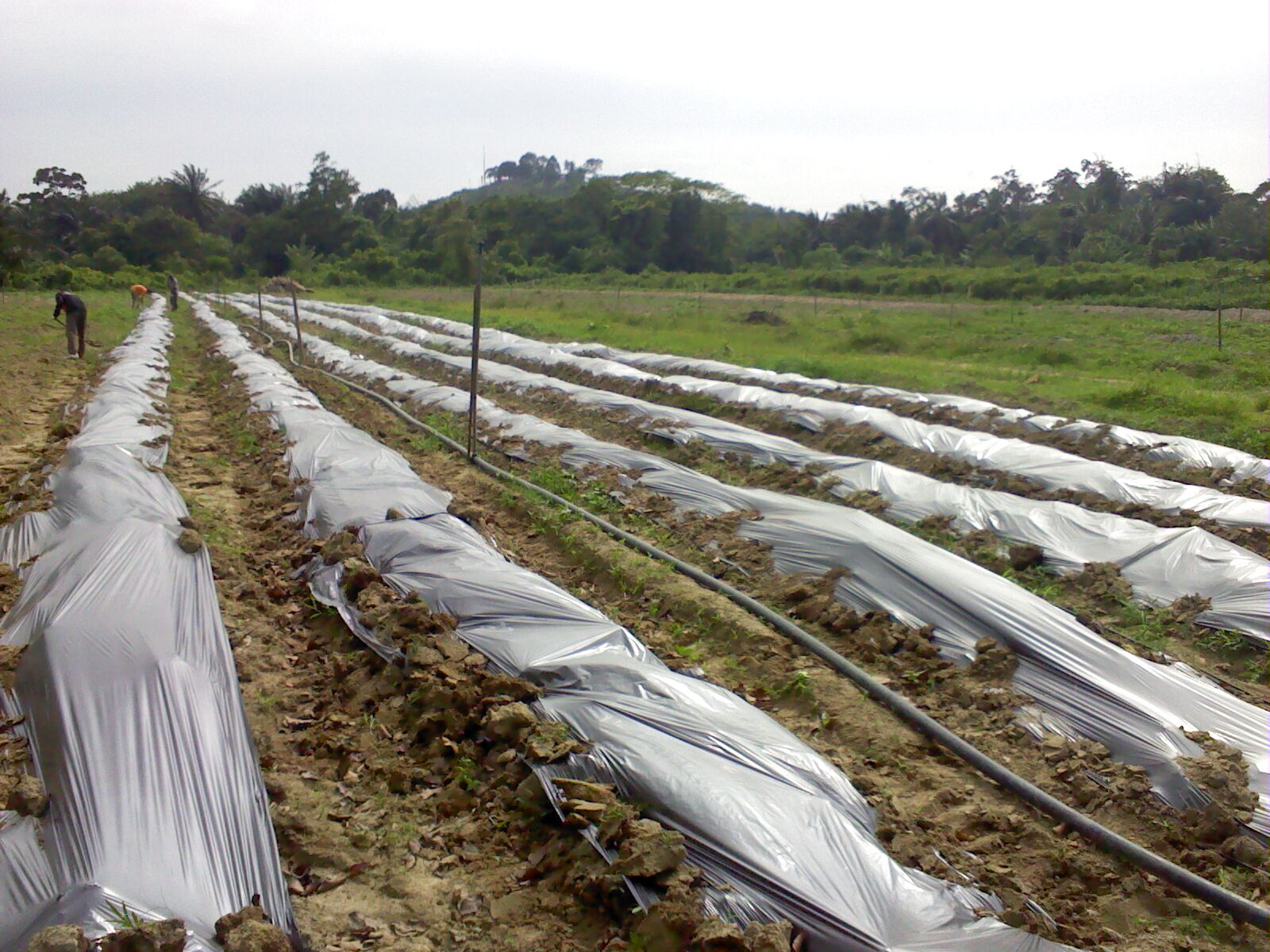 LADANG YAQTEEN @ LABU MANIS: Projek Tanaman Labu Manis di Island ...