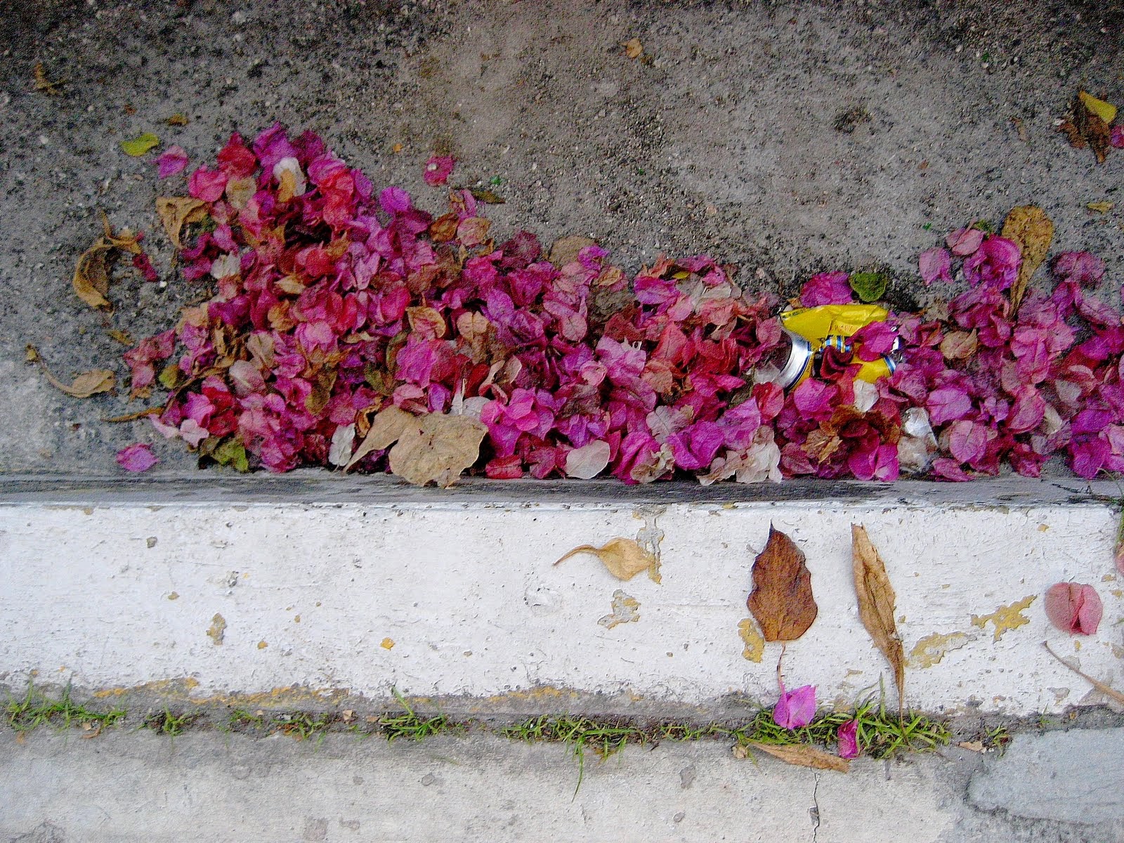 Living Rootless: Street scenes