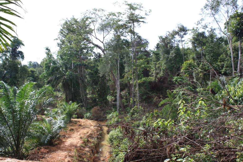 Gaya Peneroka: GAJAH DAN HUTAN SIMPAN KEKAL
