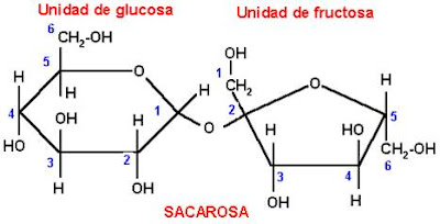Los carbohidratos...