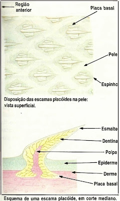 Peixes: Condrictes