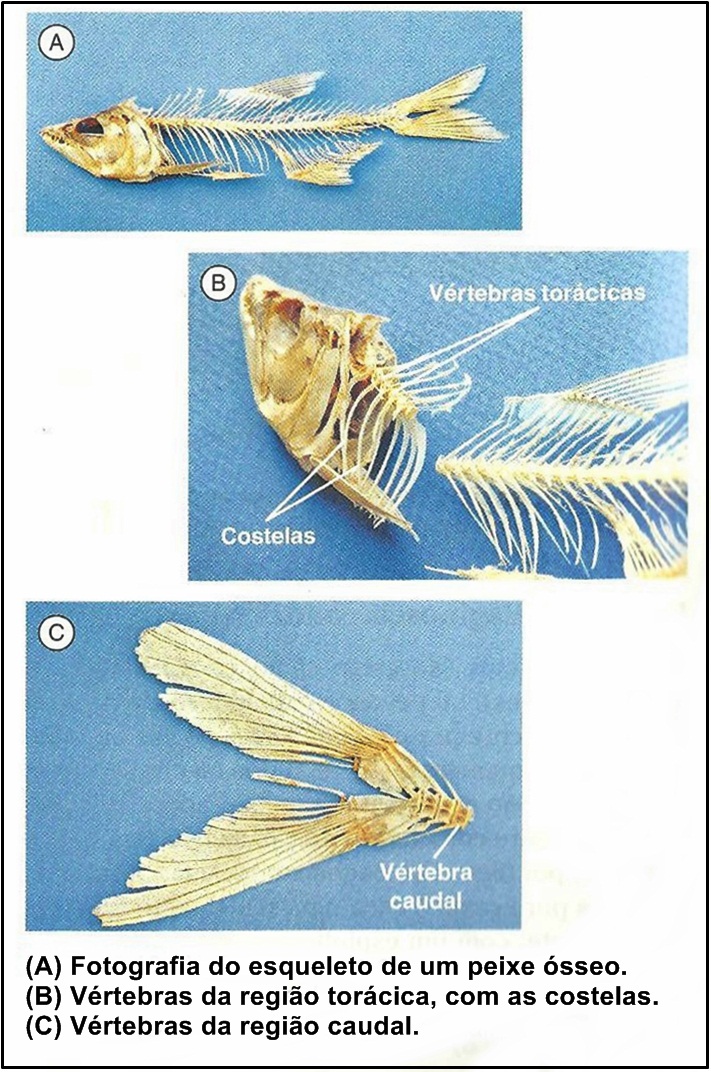 Peixes: * Anatomia Interna