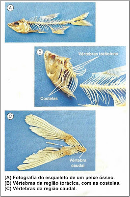 Peixes: * Anatomia Interna