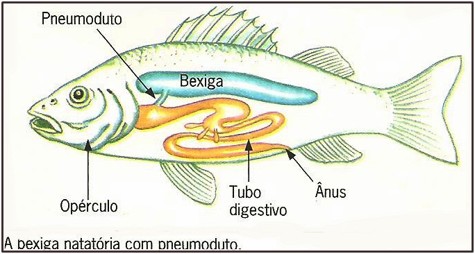 Biologia: bexiga natatória dos peixes e pulmões