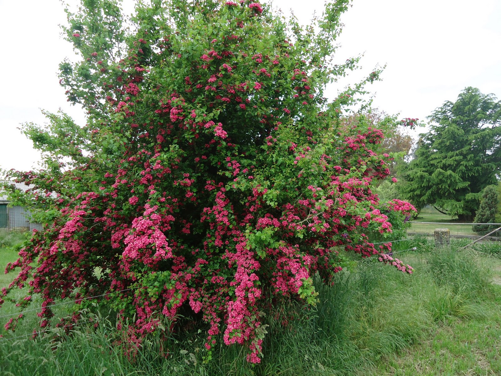 Mount Franklin Annual Pagan Gathering: The Hawthorn (The May Tree)