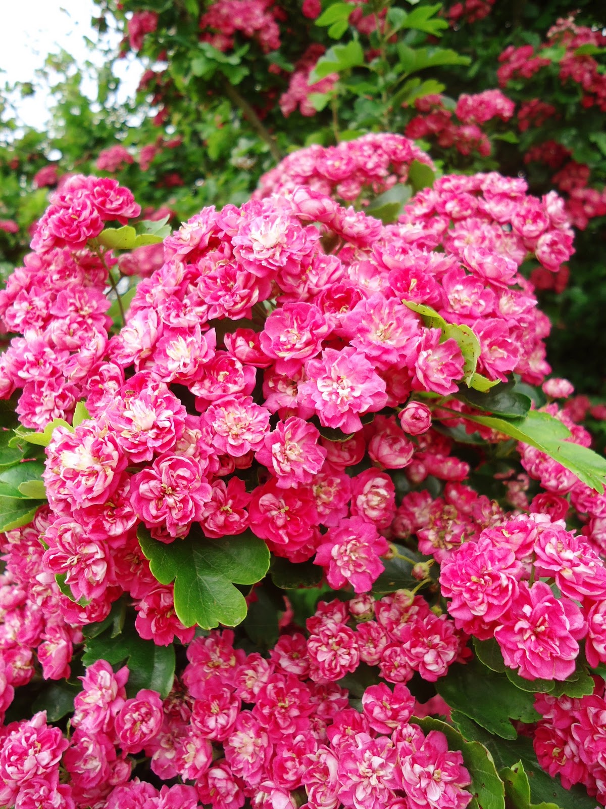 Mount Franklin Annual Pagan Gathering: The Hawthorn (The May Tree)