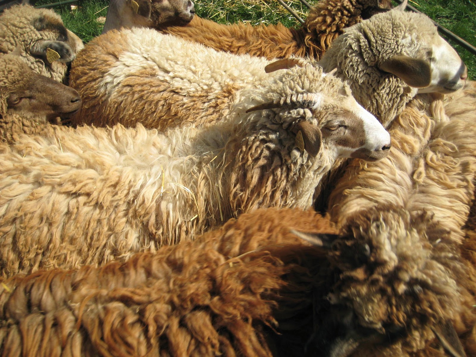 Robin Ulrich Studio: The Wool Festival at Taos