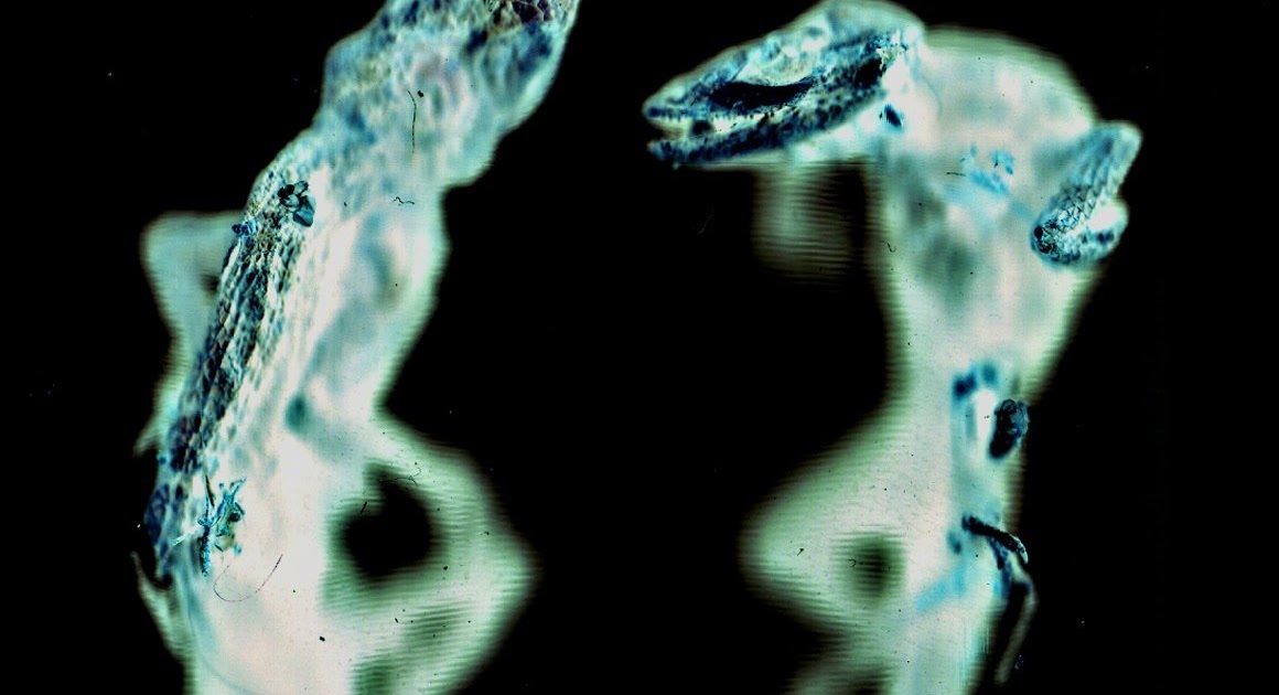 Mondo Ernesto: EL CUCUY IS ALIVE AND WELL