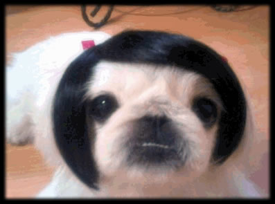 El BloG De La EsTa !!!: Perros Con Peluca...