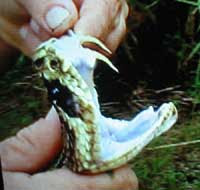 The Kerala Articles: Snake Fangs