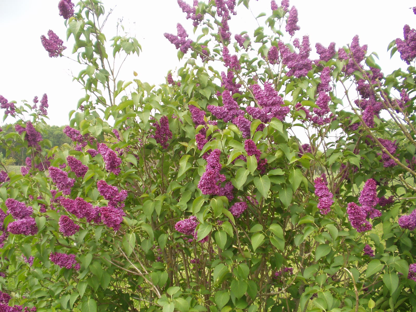 Nibelle et Baudouin: Le lilas : Je l'aime en secret...