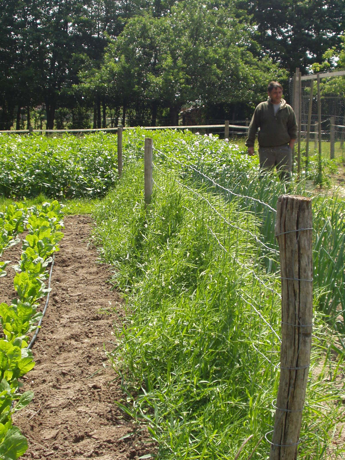 Nibelle et Baudouin: Le potager de Patrick Beauvais...