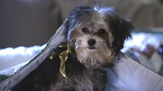 Cine Rock and Roll: Santa Buddies - Uma Aventura de Natal