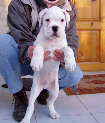 White Boxer Dog and Puppy | Top Dog Pictures, Photo and Image