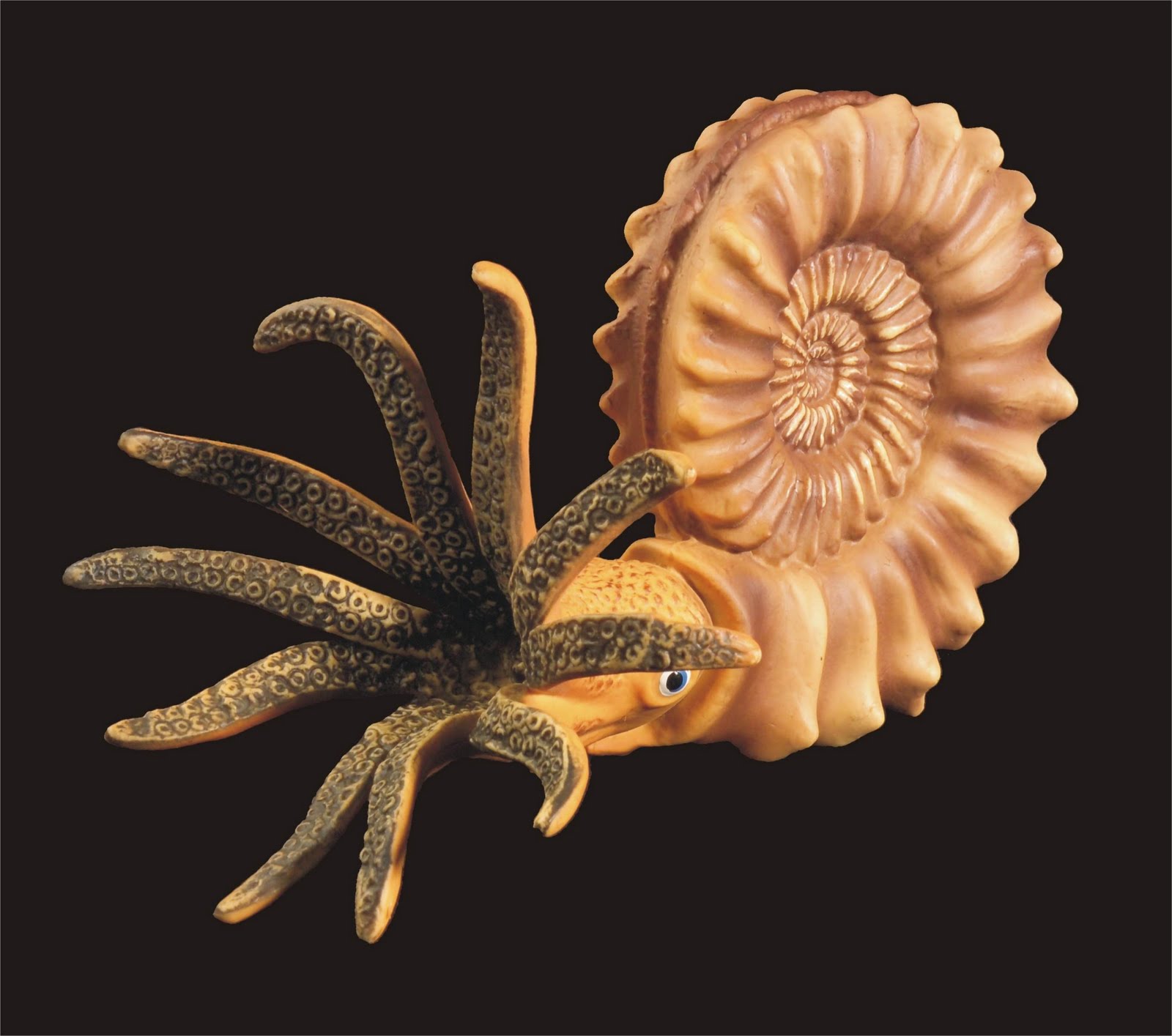 Fossilien-Welt: Lebensweise der Ammoniten entschlüsselt