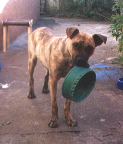 Uruguayos por los Animales: El Cimarrón Uruguayo