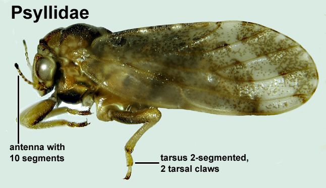 Mi Cuaderno forestal: Homoptera