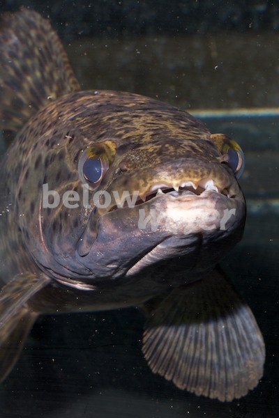 Belowwater.com Rare Fish Blog: Hoplias aimara (macrophthalmus ...