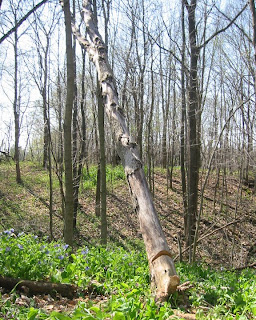 House of Fallen Timbers: Felling leaning trees