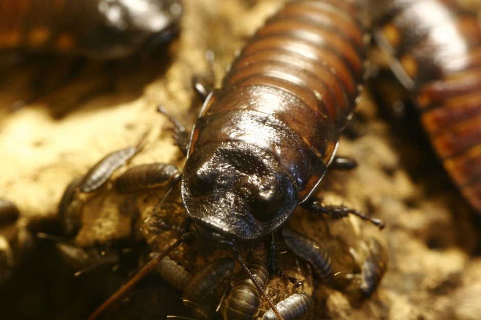 big boss: biggest cockroach in the world