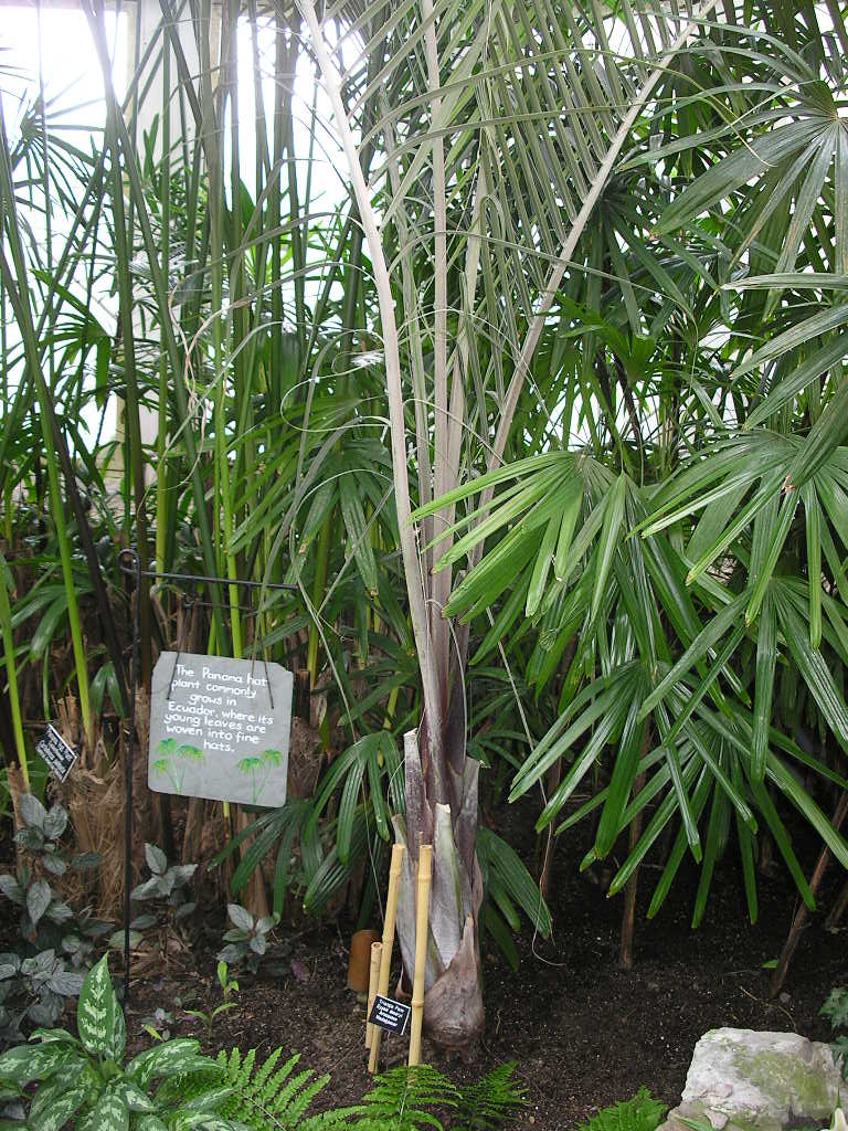 Gardener Blog: Triangle Palm