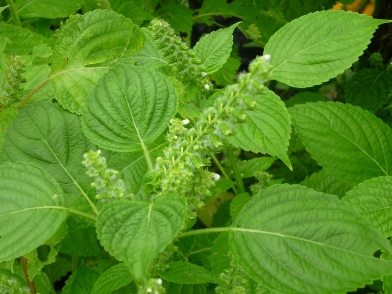 Pusan kaja - 부산 가자: Verdure : ciboule coréenne, petit poireau, feuille ...