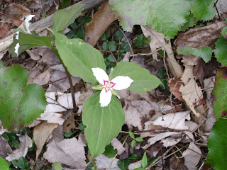 Smoky Mountain National Park Hiking & CC-Skiing: Post 900 Hike #41 ...