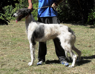 galgo barbucho criollo