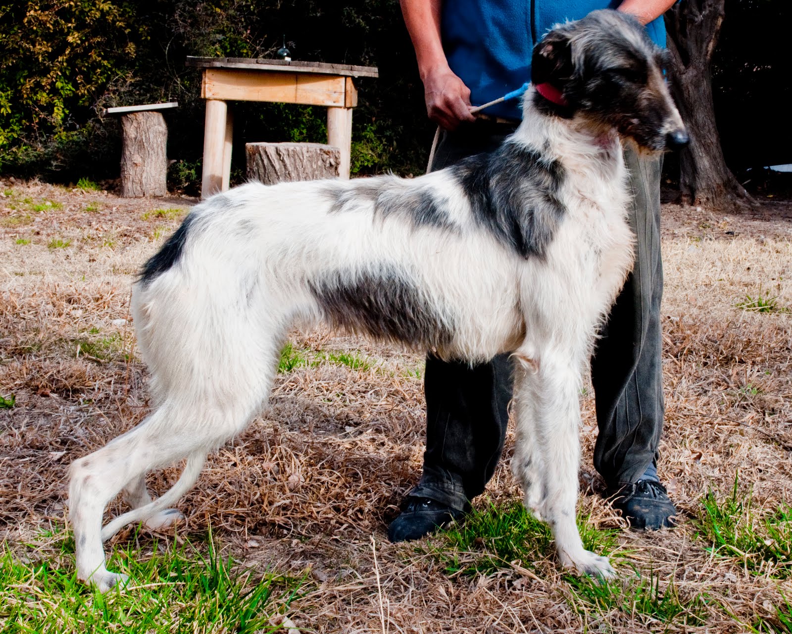 galgo barbucho criollo