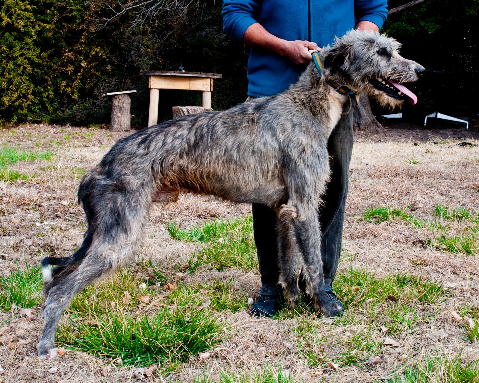 galgo barbucho criollo
