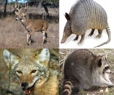 Flora y Fauna | Colima