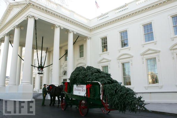 Rented Bliss: White House Christmas Tree Tradition