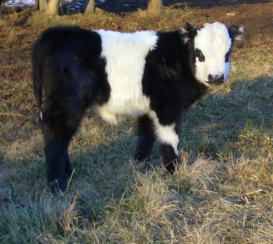 World Latest News: Panda Cow