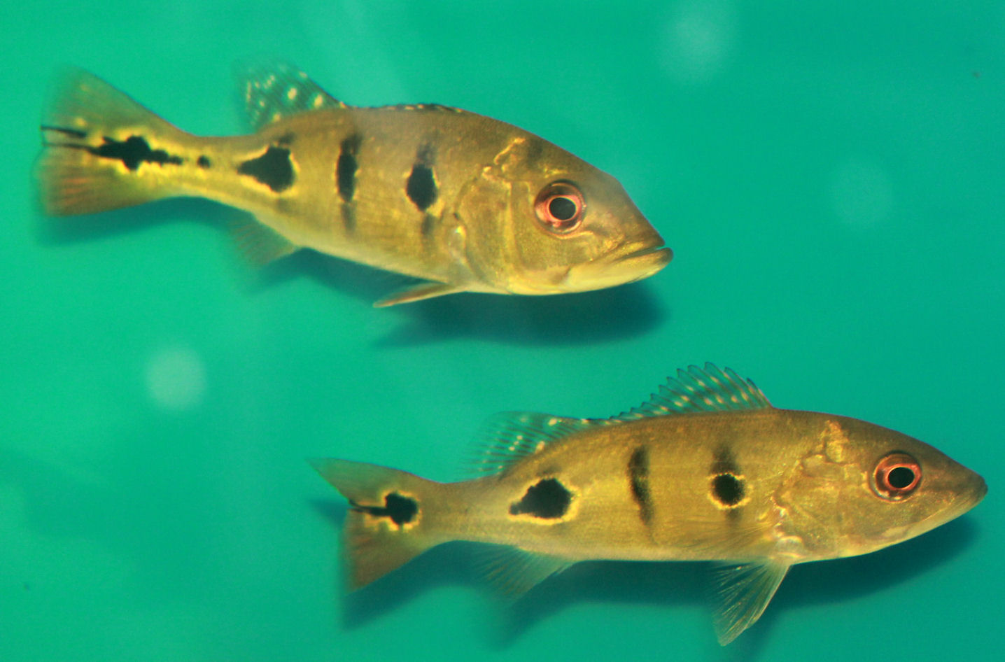 fugupuff: Cichla sp. "brokopondo" Suriname orig.