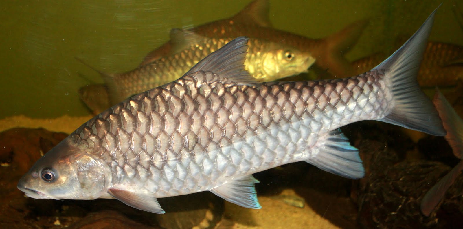 fugupuff: True Indian masheers, Tor khudree and Tor putitora