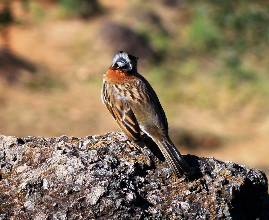 poesia & crônica : Os tico-ticos