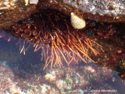 Flora de fuerteventura: Galaxaura rugosa
