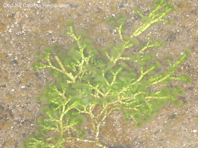 Flora de fuerteventura: Cymopolia barbata