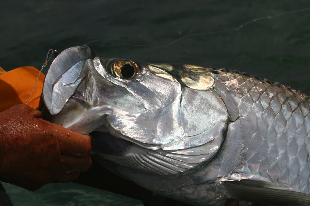 Online Fly Fishing Magazine - CATCH MAGAZINE - Film - Video ...