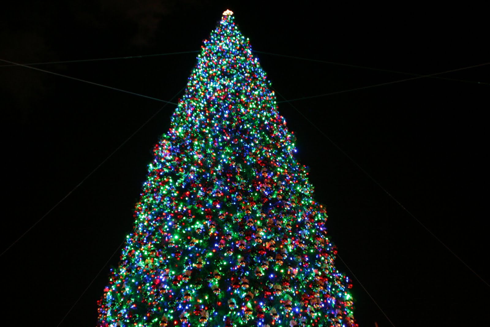 Abigail Adventures: The Tree Lighting in Anthem, AZ