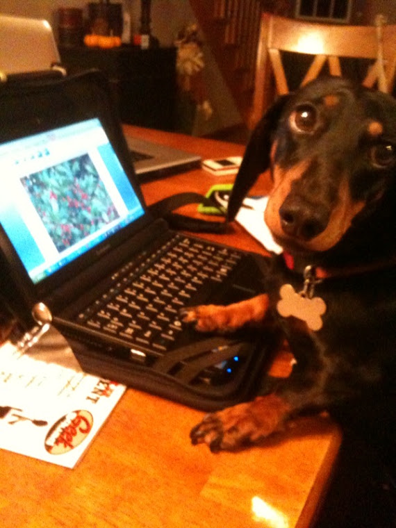 A Weiner Dog's Life