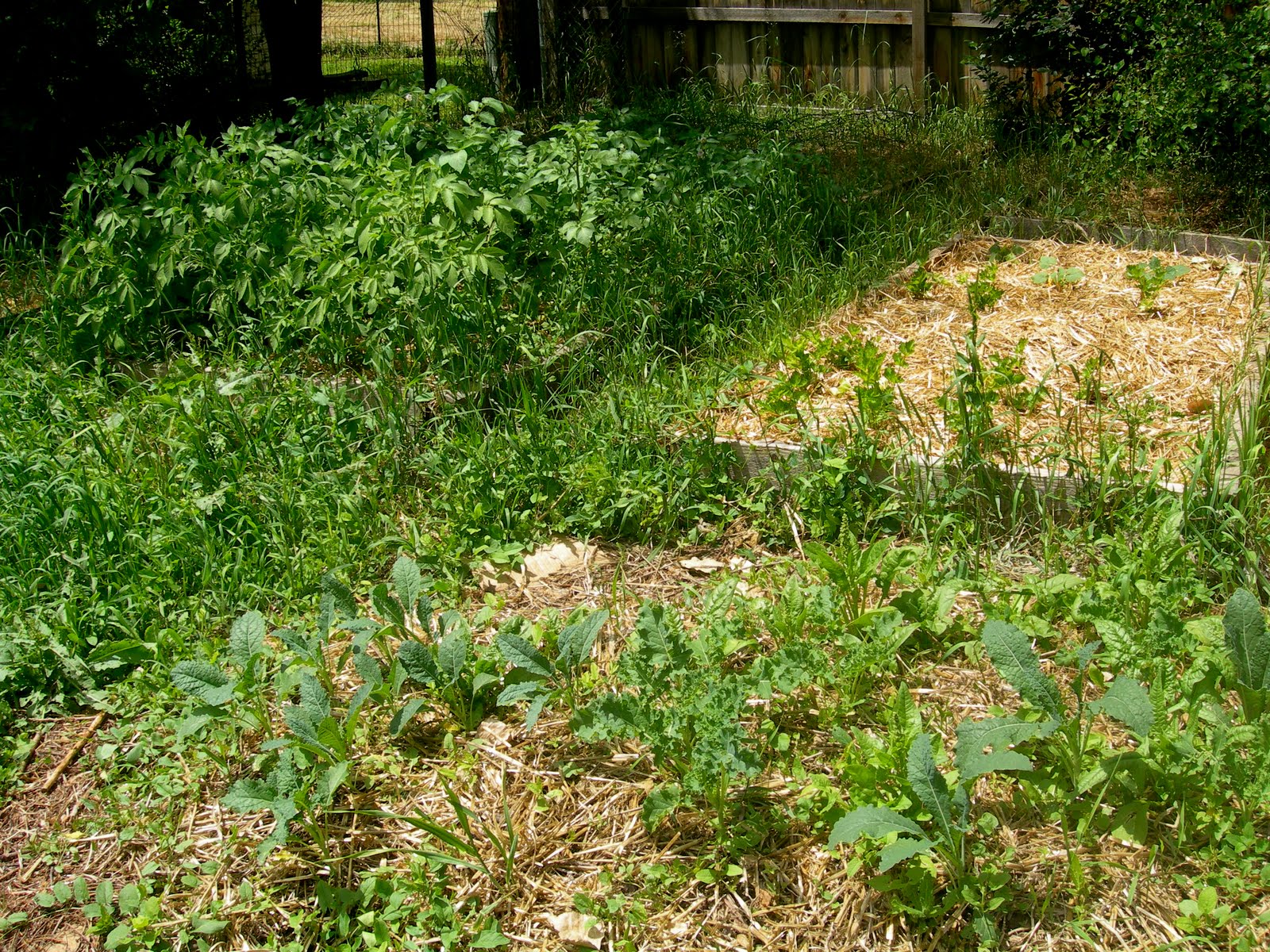 The Poor SubUrban Homesteader