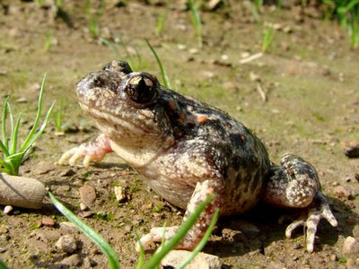 BICHOS: Sapo Parteiro