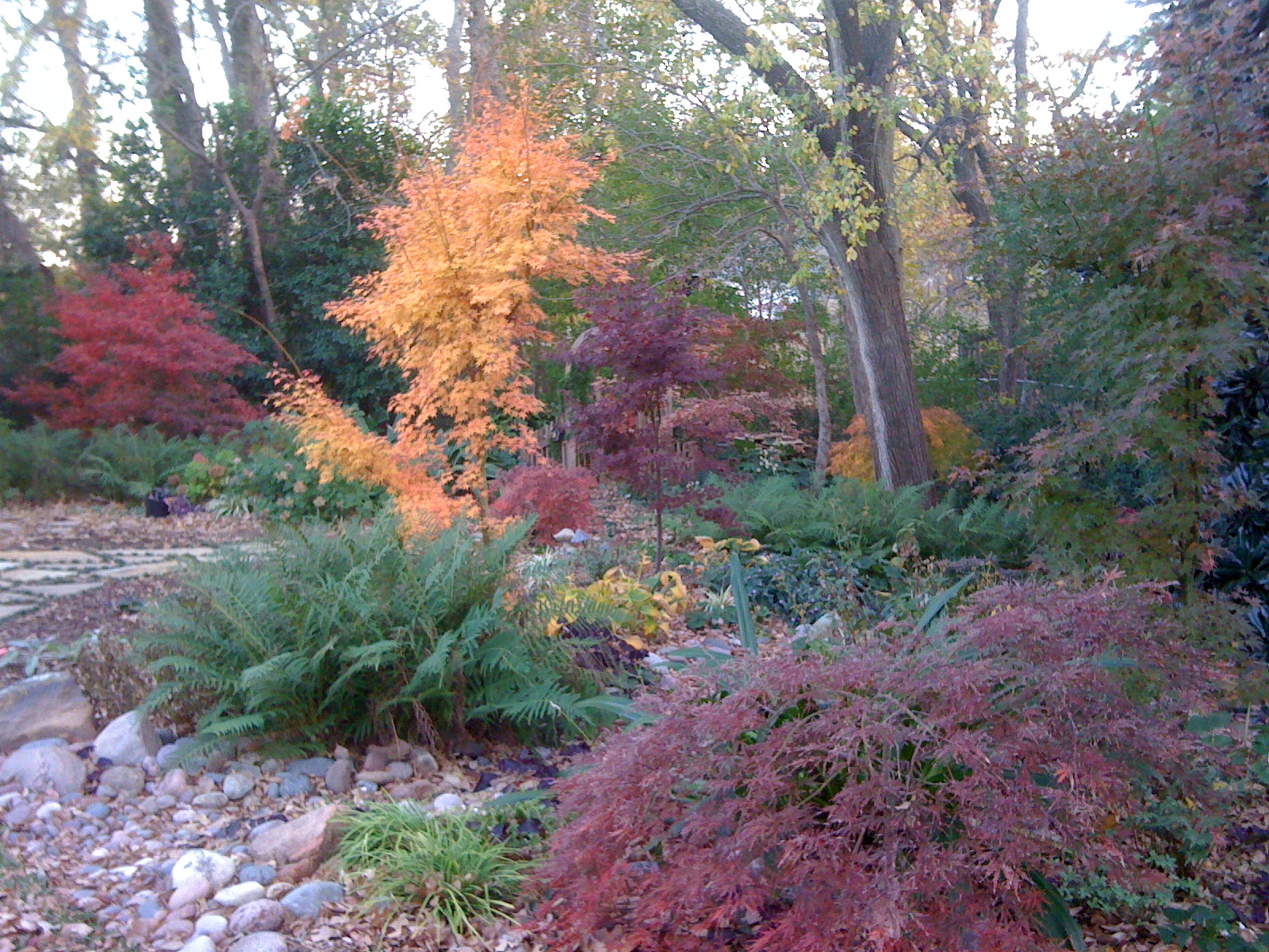 Signature Gardens: Autumn in December - Marvelous Maples