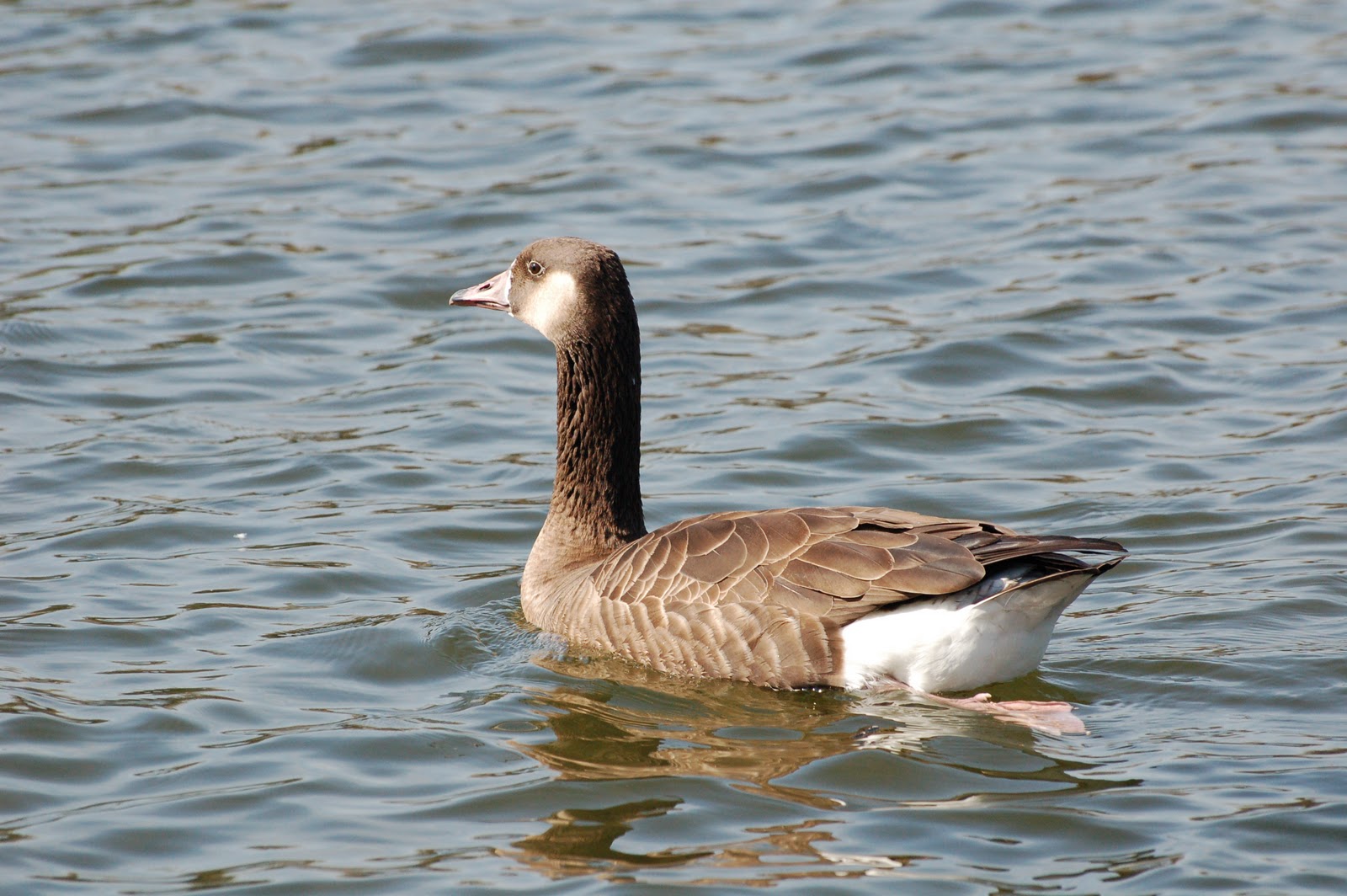 Blobbybirdman's Peregrinations: Hybrid geese and bird identification