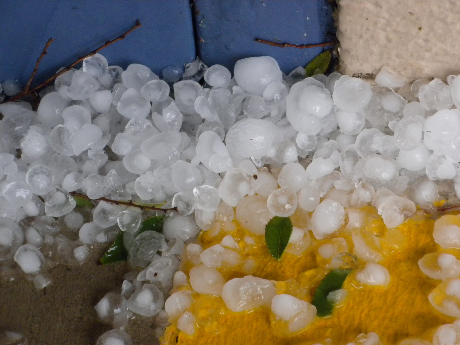 A little lovely: Today's Weather sunny with a 100% Hail storm?