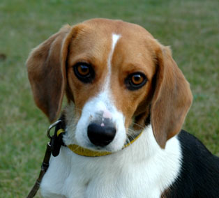Beagle Dog | Popular Dog Breeds
